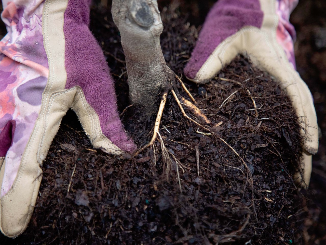 How to Plant a Tree | HGTV