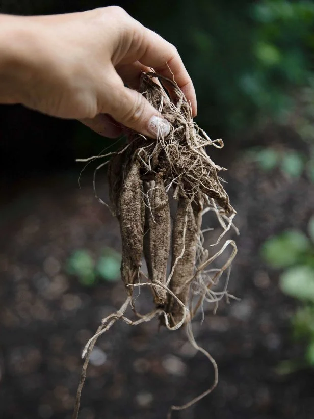How and When to Plant Dahlias | HGTV