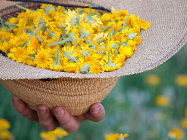 How to Grow and Use Chamomile Plant | HGTV
