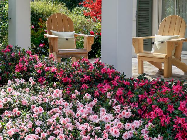 Azaleas: How to Grow and Care for the Azalea Bush | HGTV