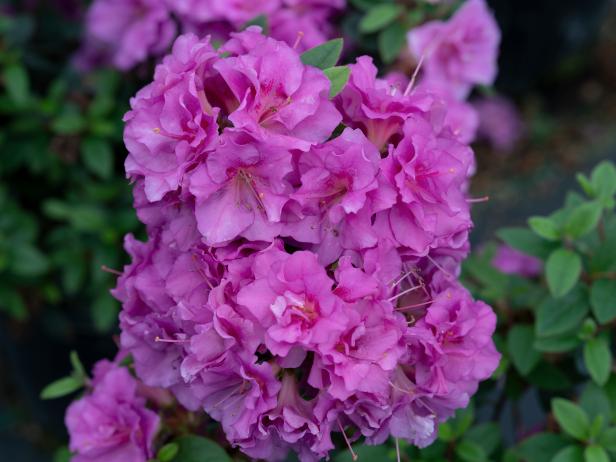 Azaleas: How to Grow and Care for the Azalea Bush | HGTV