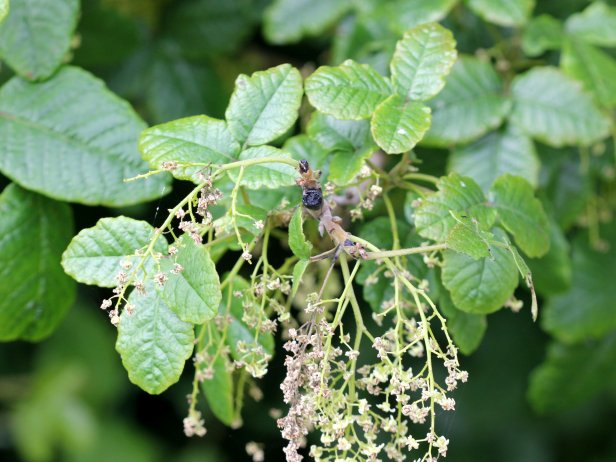 Poison Oak: How to Identify and Get Rid of Poison Oak Plants | HGTV