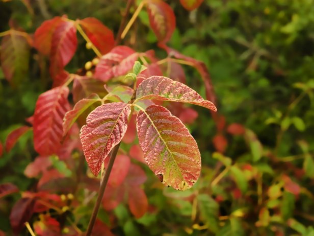 Poison Oak: How to Identify and Get Rid of Poison Oak Plants | HGTV