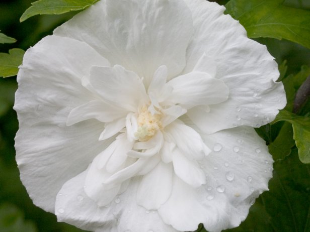 Rose of Sharon: How to Grow and When to Prune | HGTV