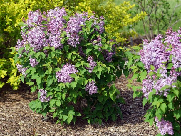 How to Prune Lilacs | HGTV