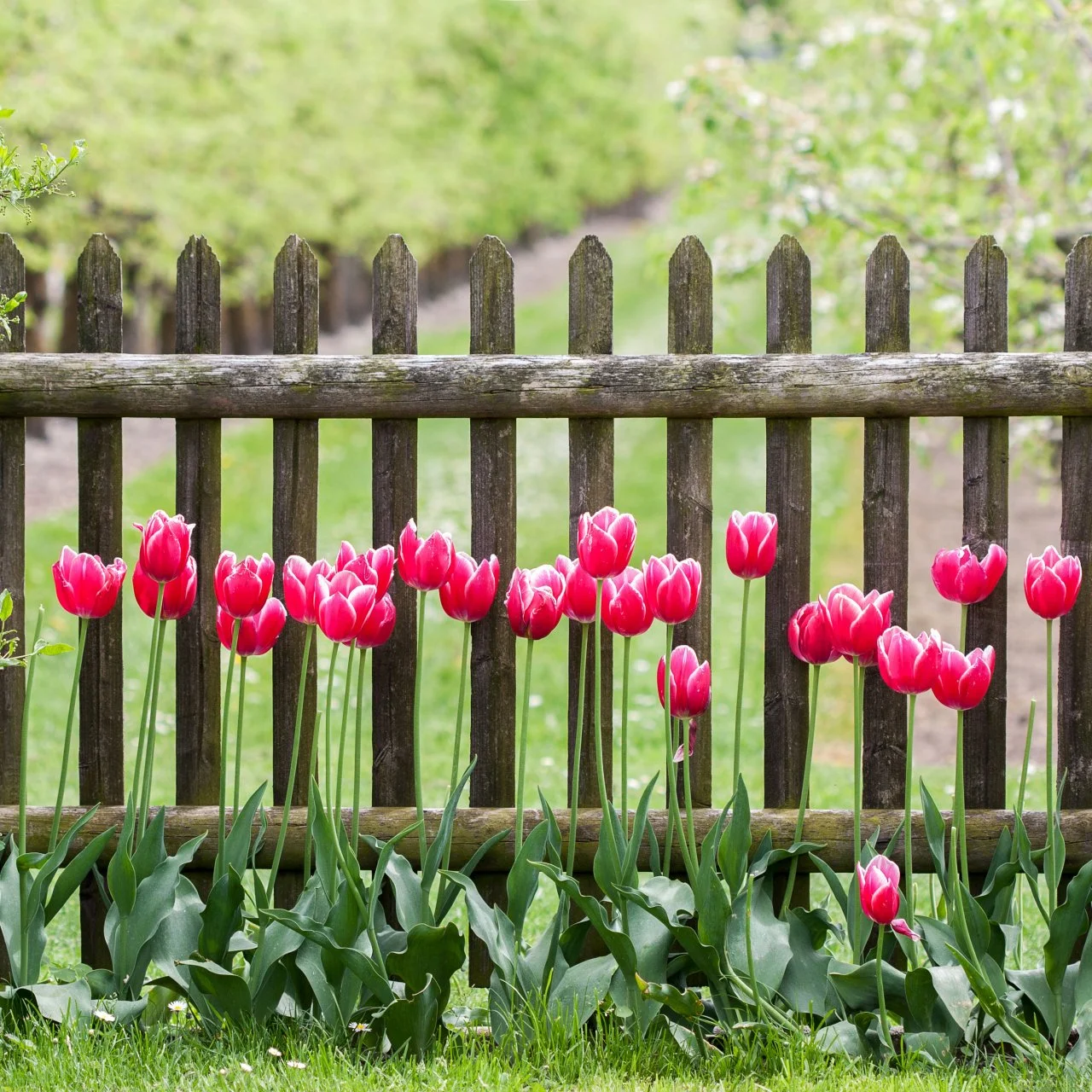Attractive Garden Fence Ideas