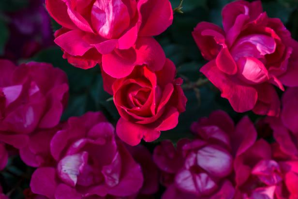 Knock Out Rose Varieties | HGTV