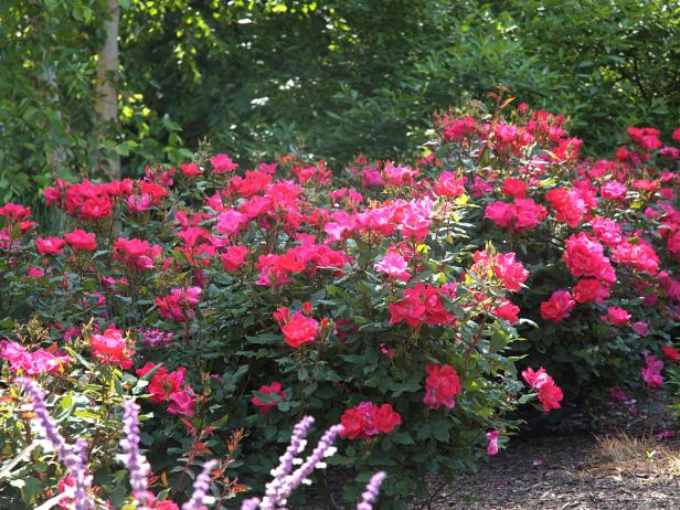 Knock Out Roses: How to Grow, Care and Use Knock Out Roses | HGTV