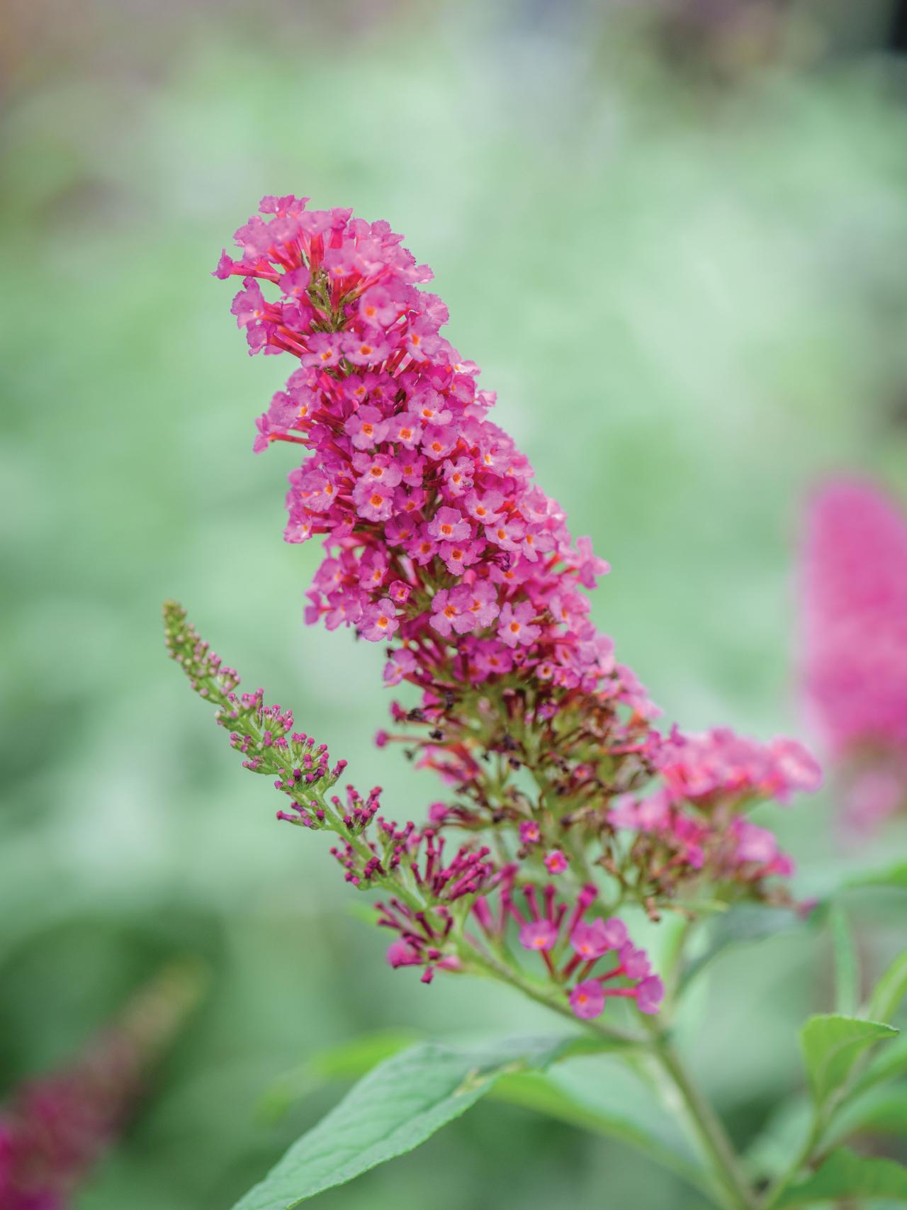 Pretty Butterfly Pink Flower Inspiring