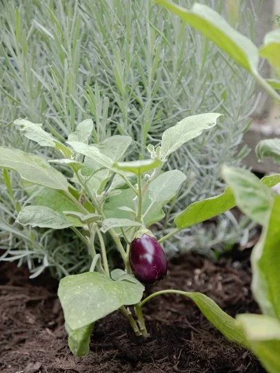 eggplant growing tips