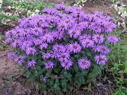 does monarda rebloom