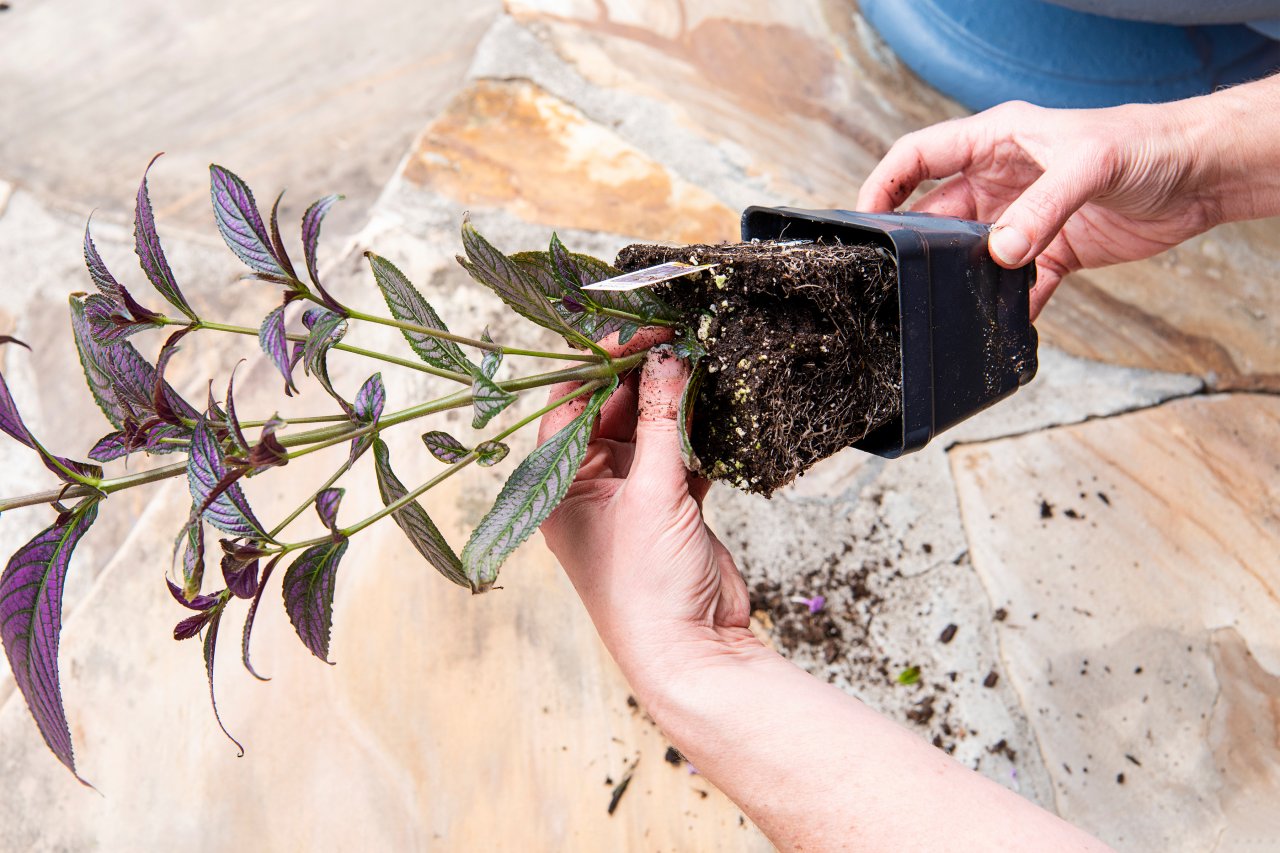 How to Paint and Replant Concrete Planters | HGTV