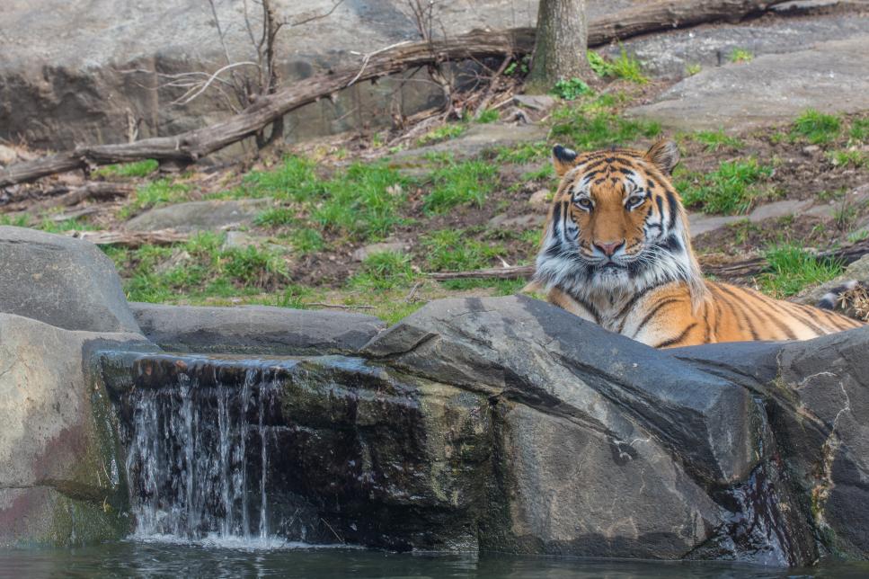 Top 13 Zoos in the US | HGTV