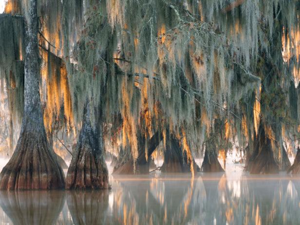 How to Choose, Plant, and Grow a Bald Cypress Tree in Your Landscape | HGTV