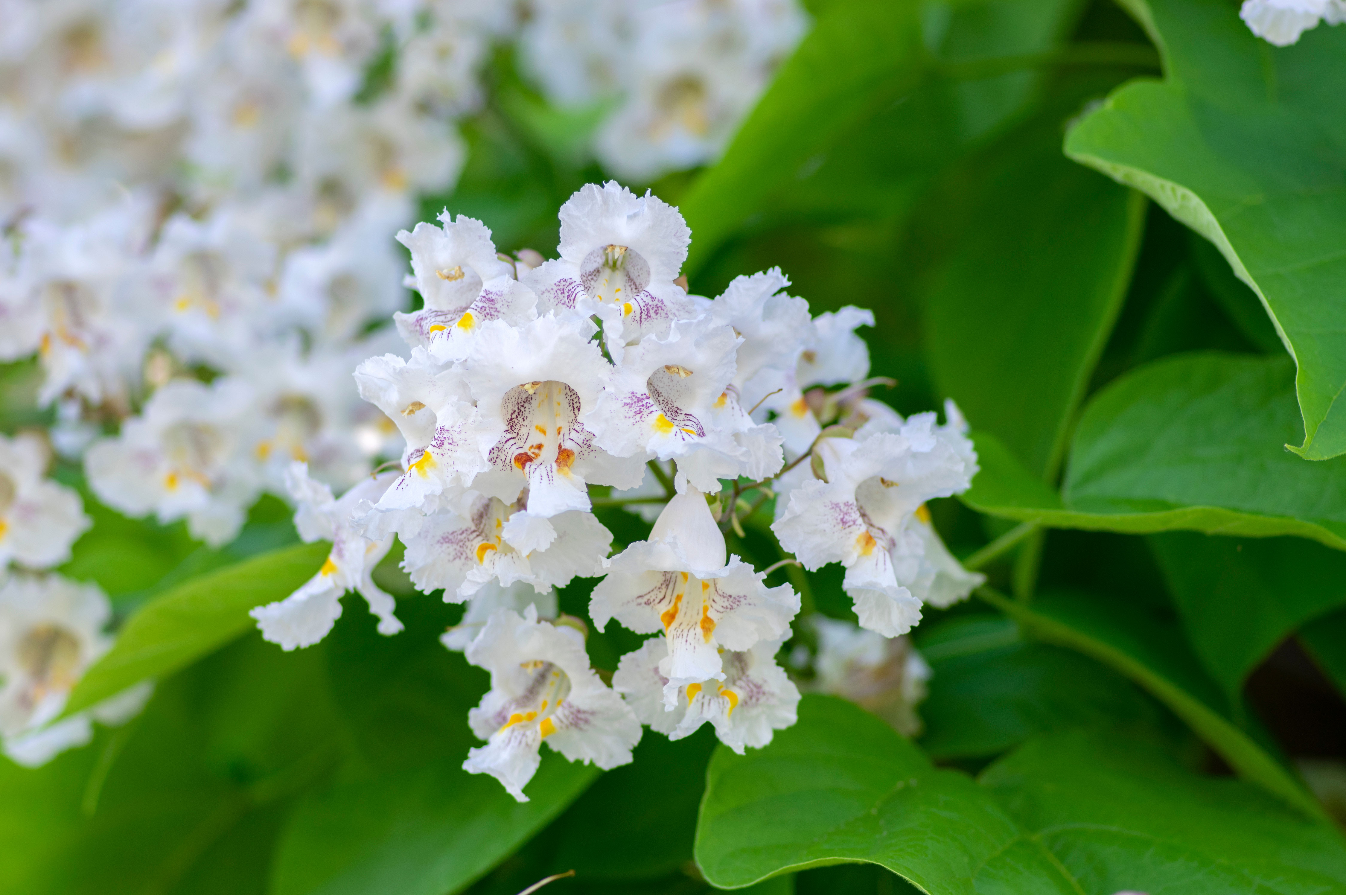Other Greenery Gardening & Plants 30 Northern Catapula Tree Gorgeous ...
