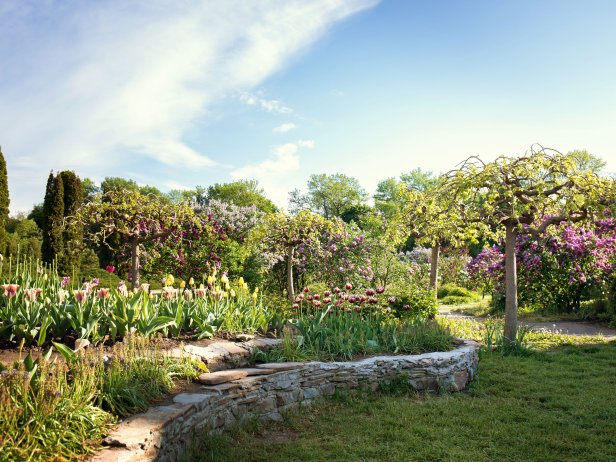 How to Choose, Plant and Grow a Mulberry Tree | HGTV