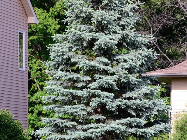 How to Plant and Grow a Colorado Blue Spruce Tree | HGTV