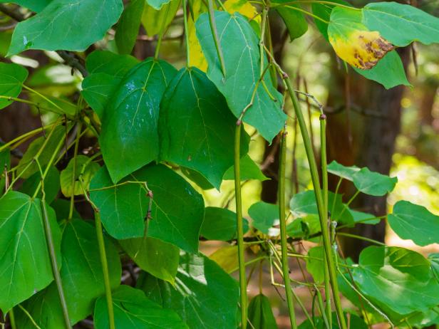 How to Choose, Plant, and Grow a Catalpa Tree | HGTV