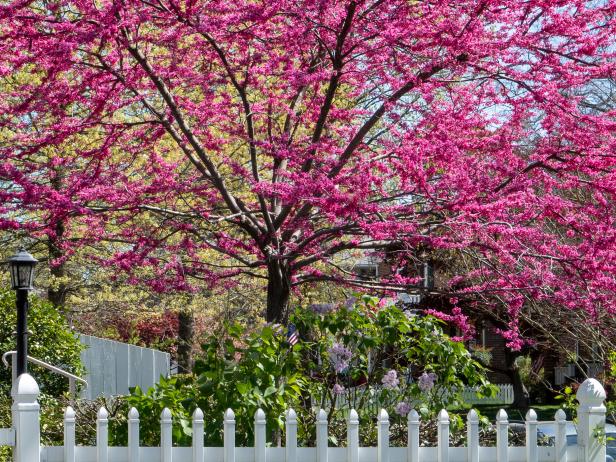 How to Choose, Plant and Grow a Redbud Tree | HGTV