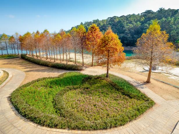 How to Choose, Plant, and Grow a Bald Cypress Tree in Your Landscape | HGTV