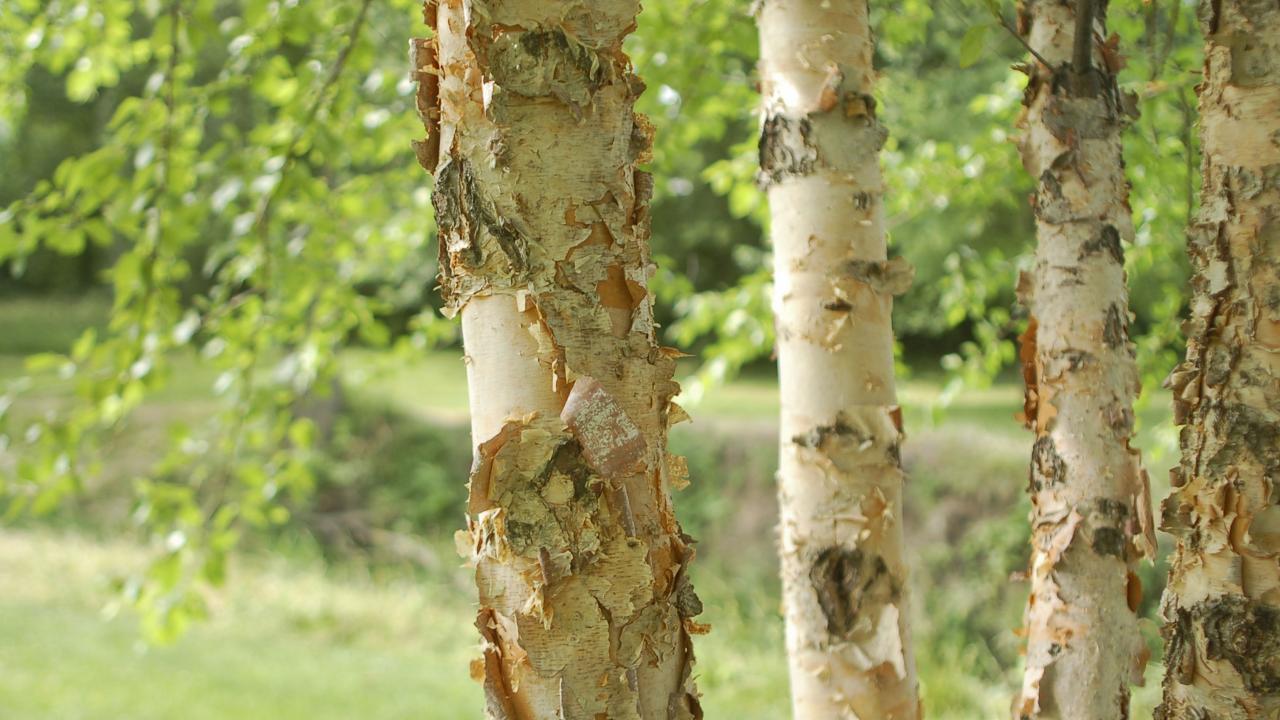 Birch Trees Close Up