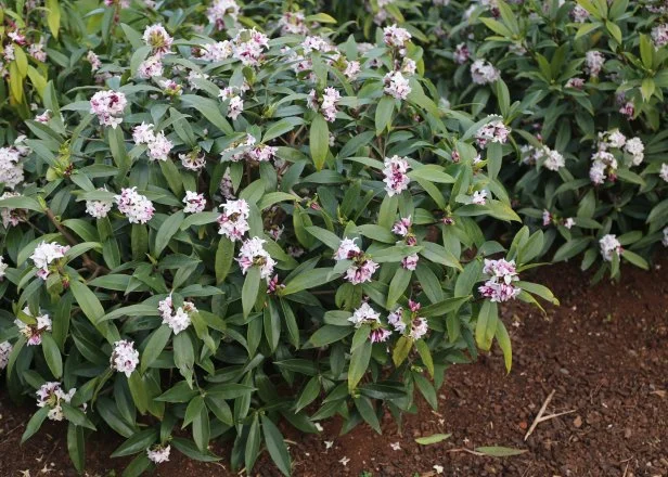 Plants and Flowers That Bloom in Winter | HGTV