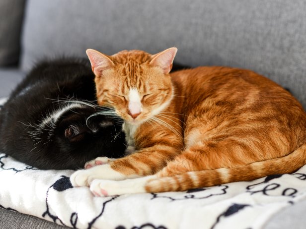 How to Adopt a Cat and What to Expect | HGTV