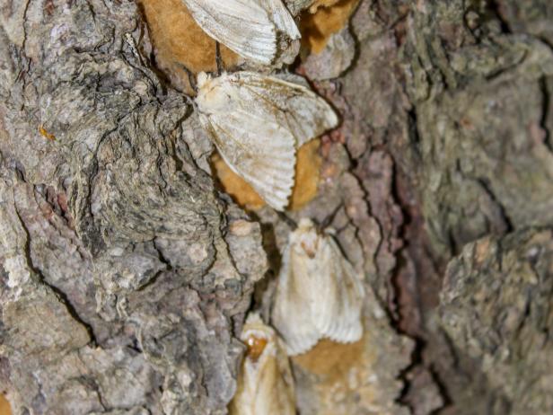How to Get Rid of Clothes Moths and Pantry Moths | HGTV
