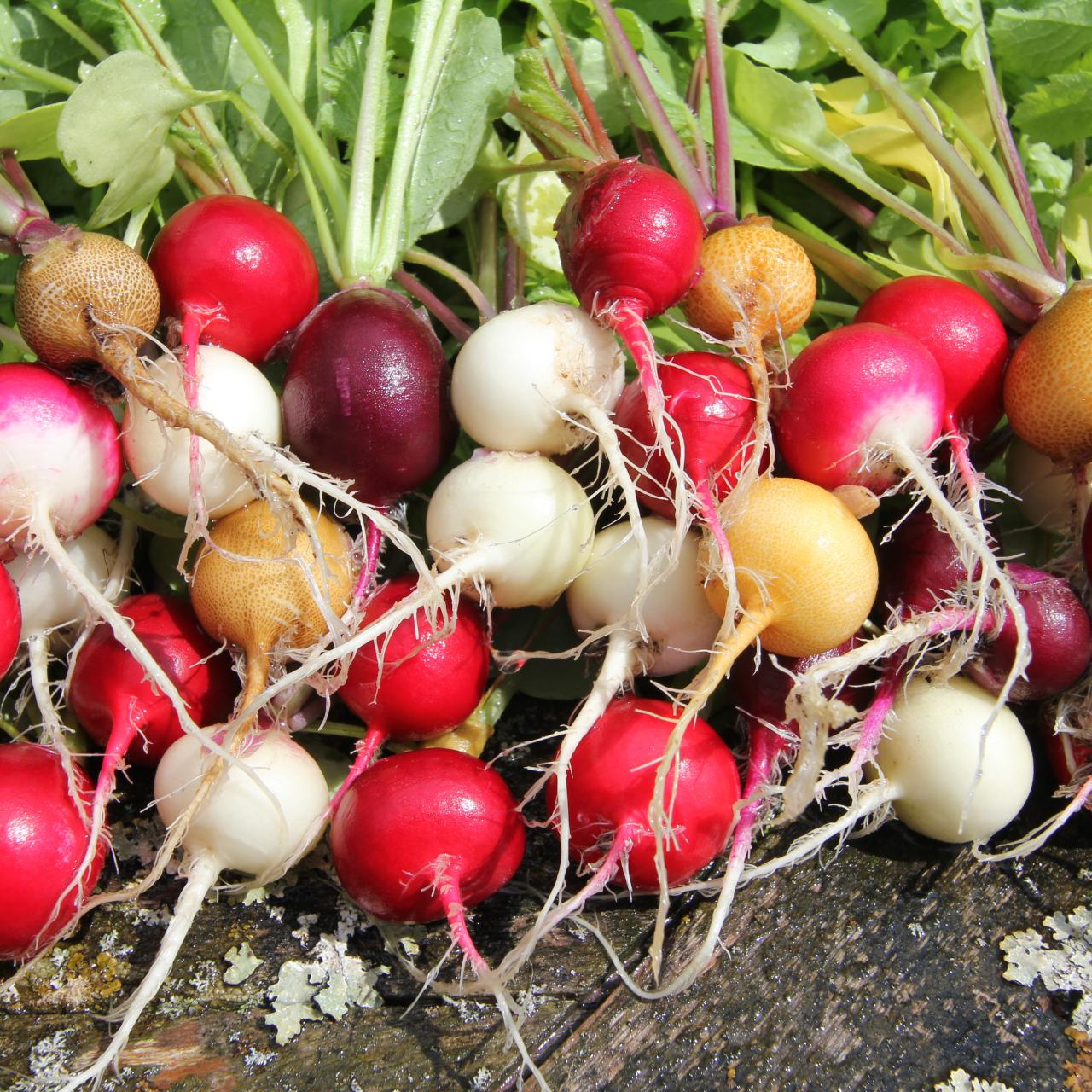 Radish Plants
