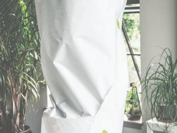 How to Pack and Prepare Houseplants for Moving | HGTV