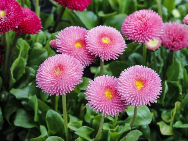 Daisy Flower: Types of Daisies | HGTV