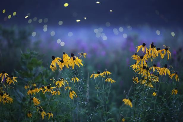 How to Attract Fireflies to Your Garden and Yard | HGTV