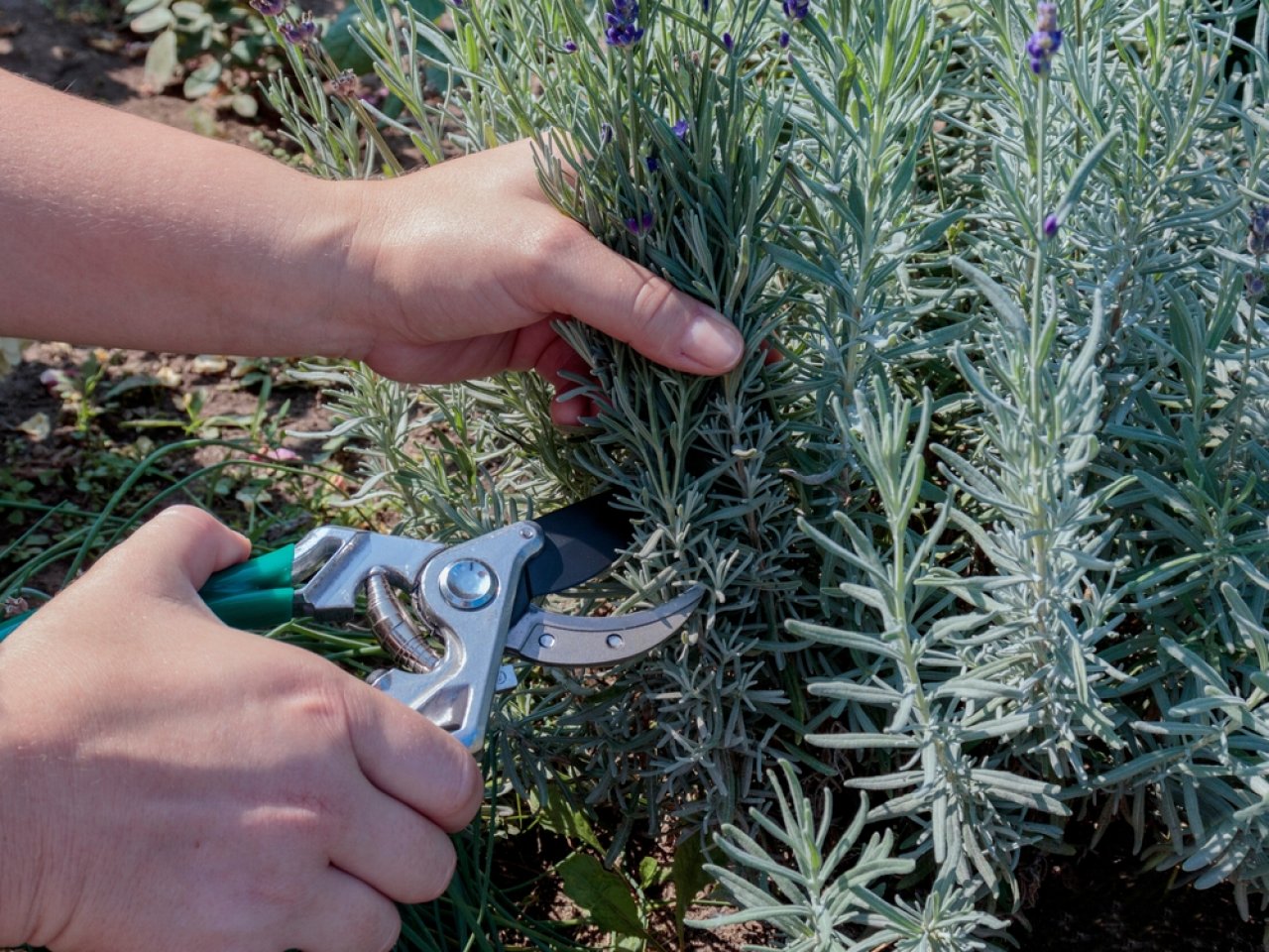 How to Plant, Grow and Care for Lavender | HGTV