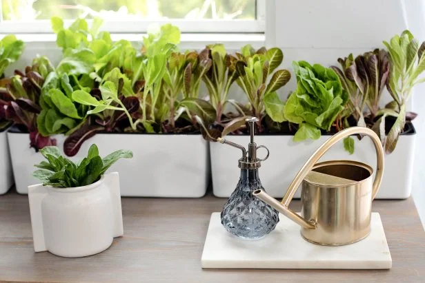 Tips for Growing Vegetables and Herbs Inside HGTV