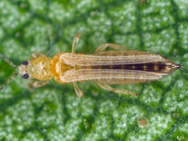 How to Get Rid of Thrips | HGTV