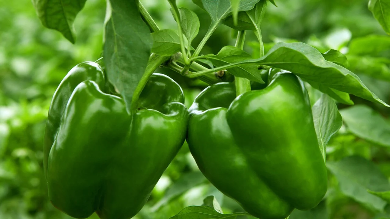 Bell Pepper Garden How To Plant And Grow Bell Peppers