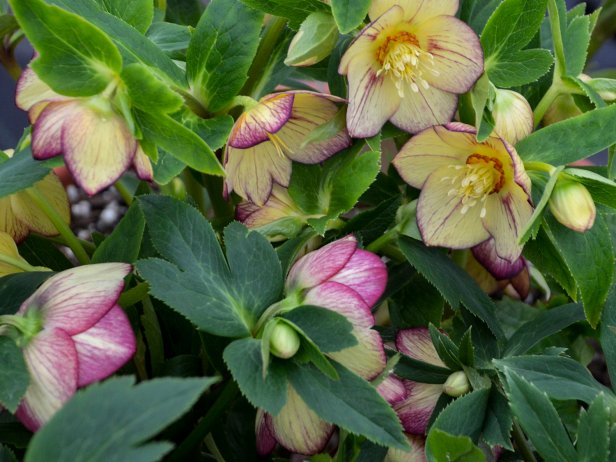 How to Plant, Grow and Care for Hellebore | HGTV
