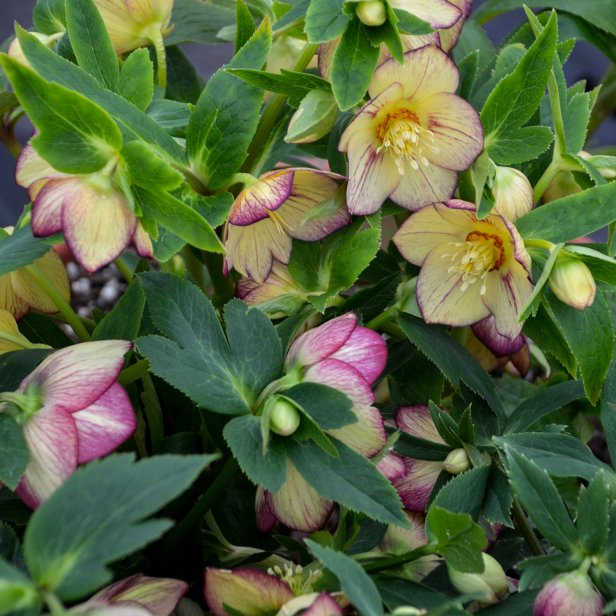 How to Plant, Grow and Care for Hellebore | HGTV