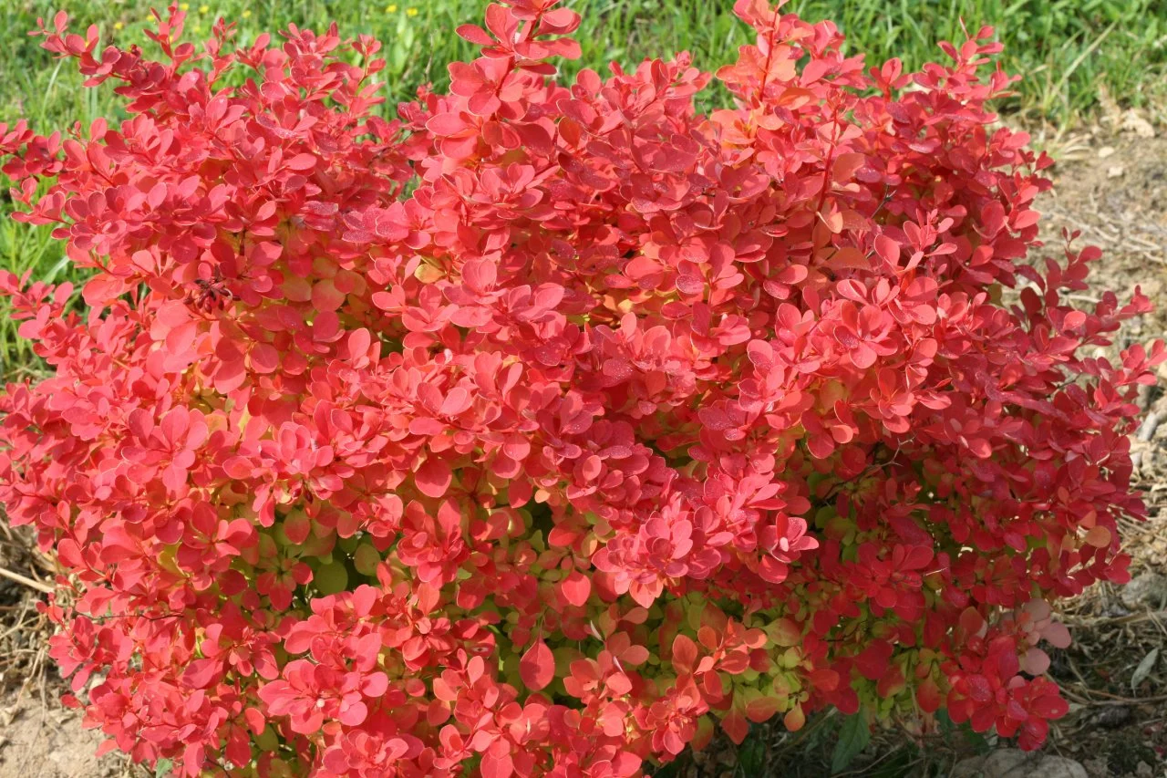 Red Plants For Landscaping