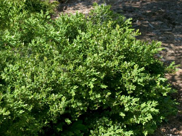 How to Grow and Care for Boxwood | HGTV