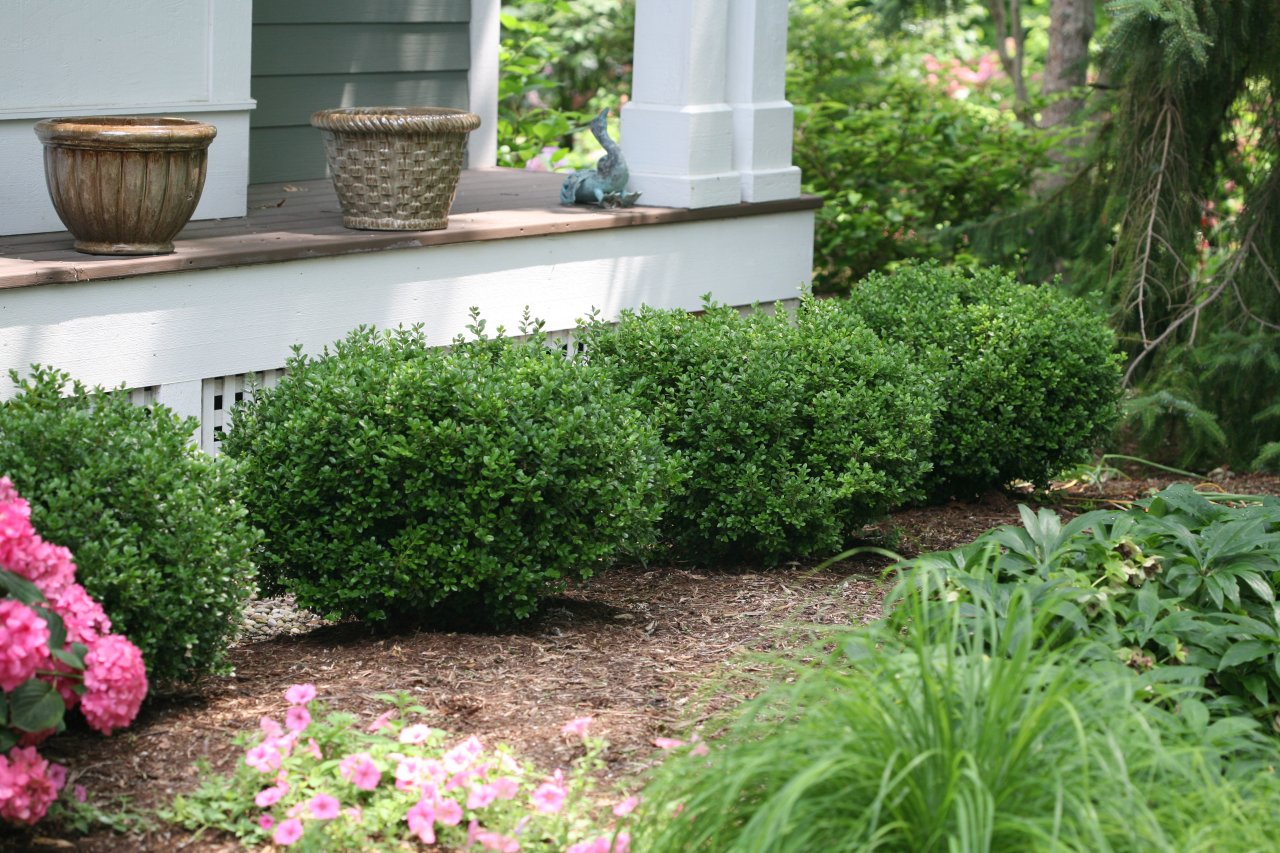 How to Grow and Care for Boxwood | HGTV