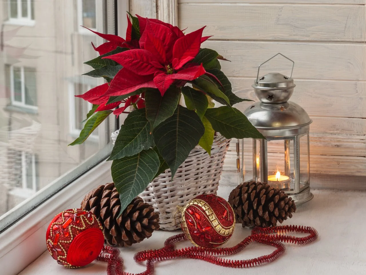 Poinsettia Decorating Ideas for the Holidays HGTV