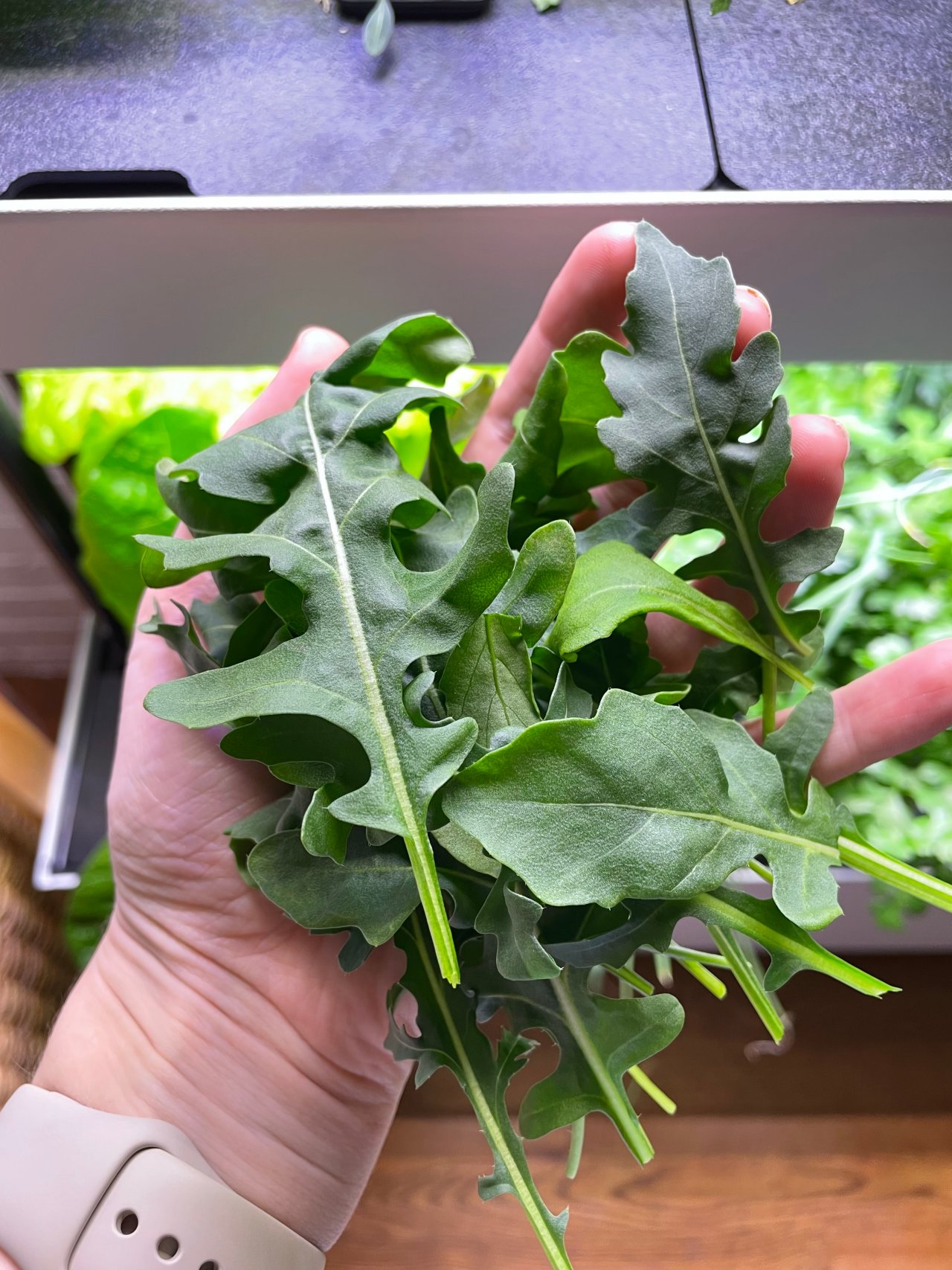 The Best Hydroponic System | Rise Gardens Indoor Hydroponic System ...