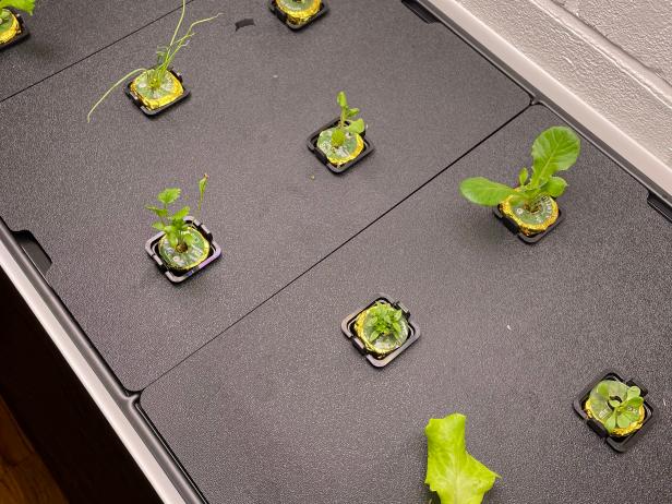 The Best Hydroponic System | Rise Gardens Indoor Hydroponic System ...