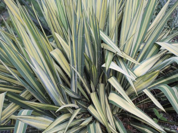 How to Grow and Care for Yucca | HGTV
