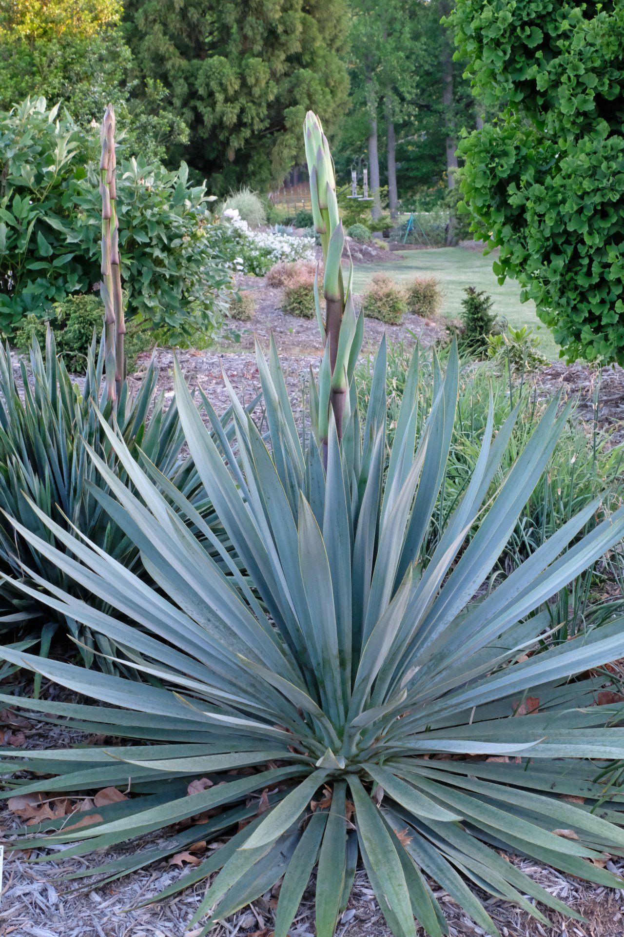 How to Grow and Care for Yucca | HGTV
