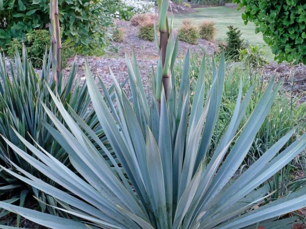 How to Grow and Care for Yucca | HGTV