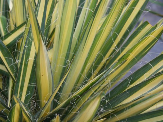 How to Grow and Care for Yucca | HGTV