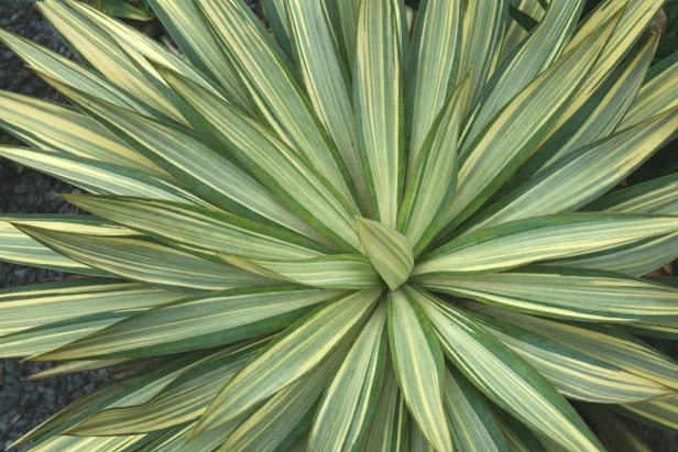 How to Grow and Care for Yucca | HGTV