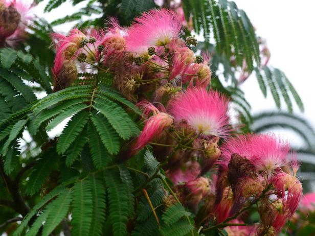 Why You Shouldn’t Grow Mimosa Tree | HGTV